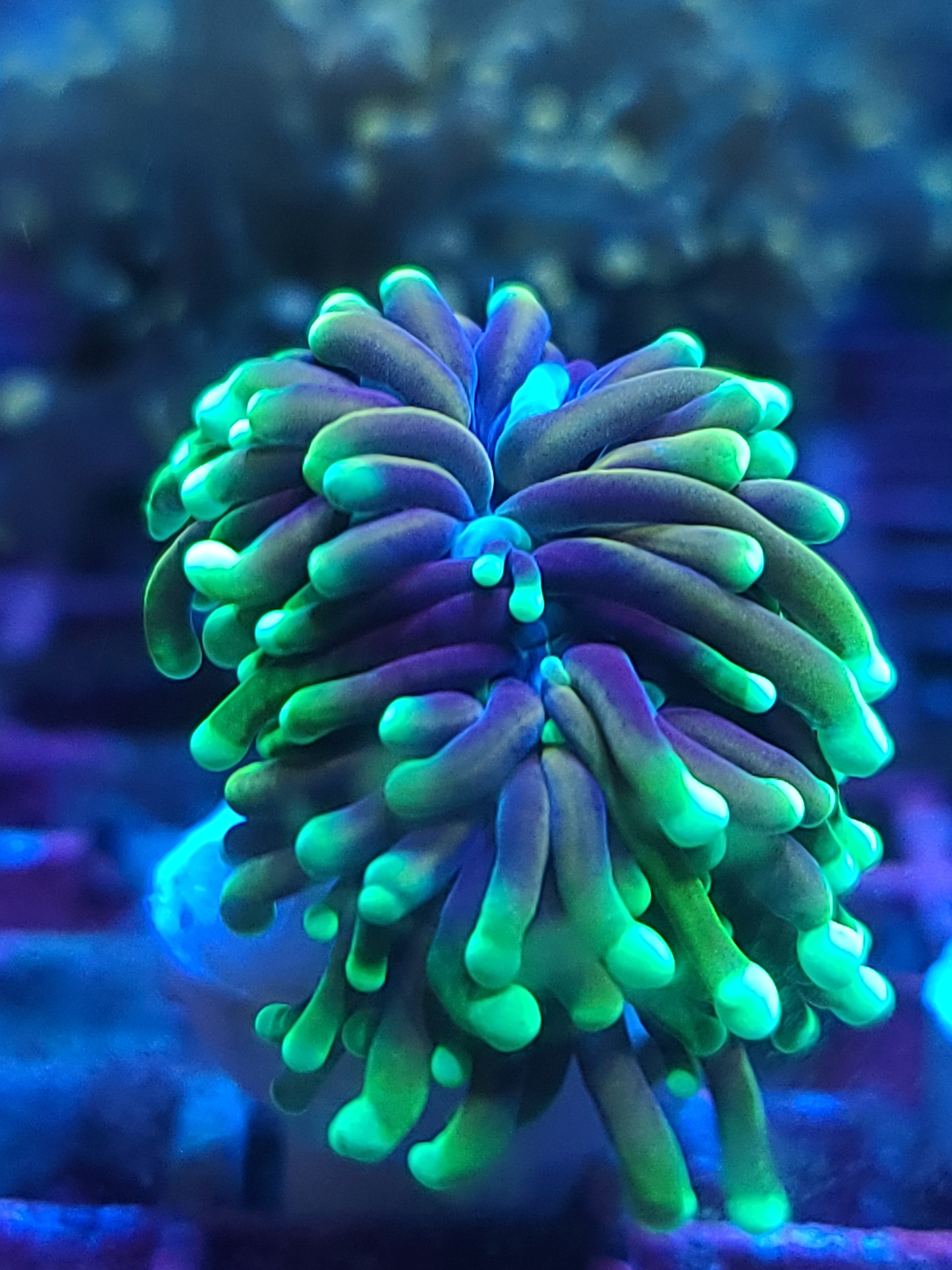 INDO TORCH DRAGON SOUL Per Head 69356 – The Little Reef Shop